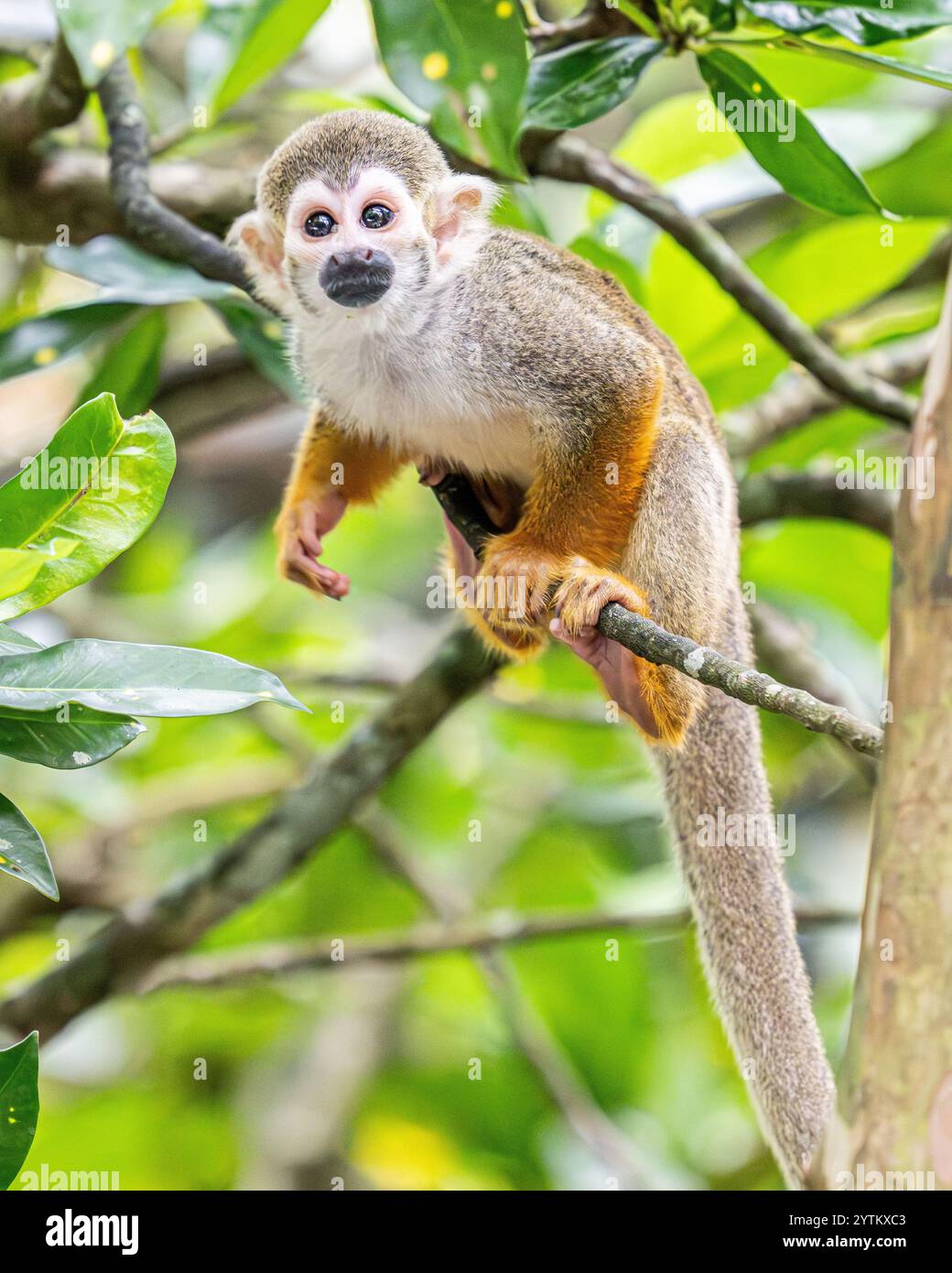 New world monkey dominican republic hi-res stock photography and images ...