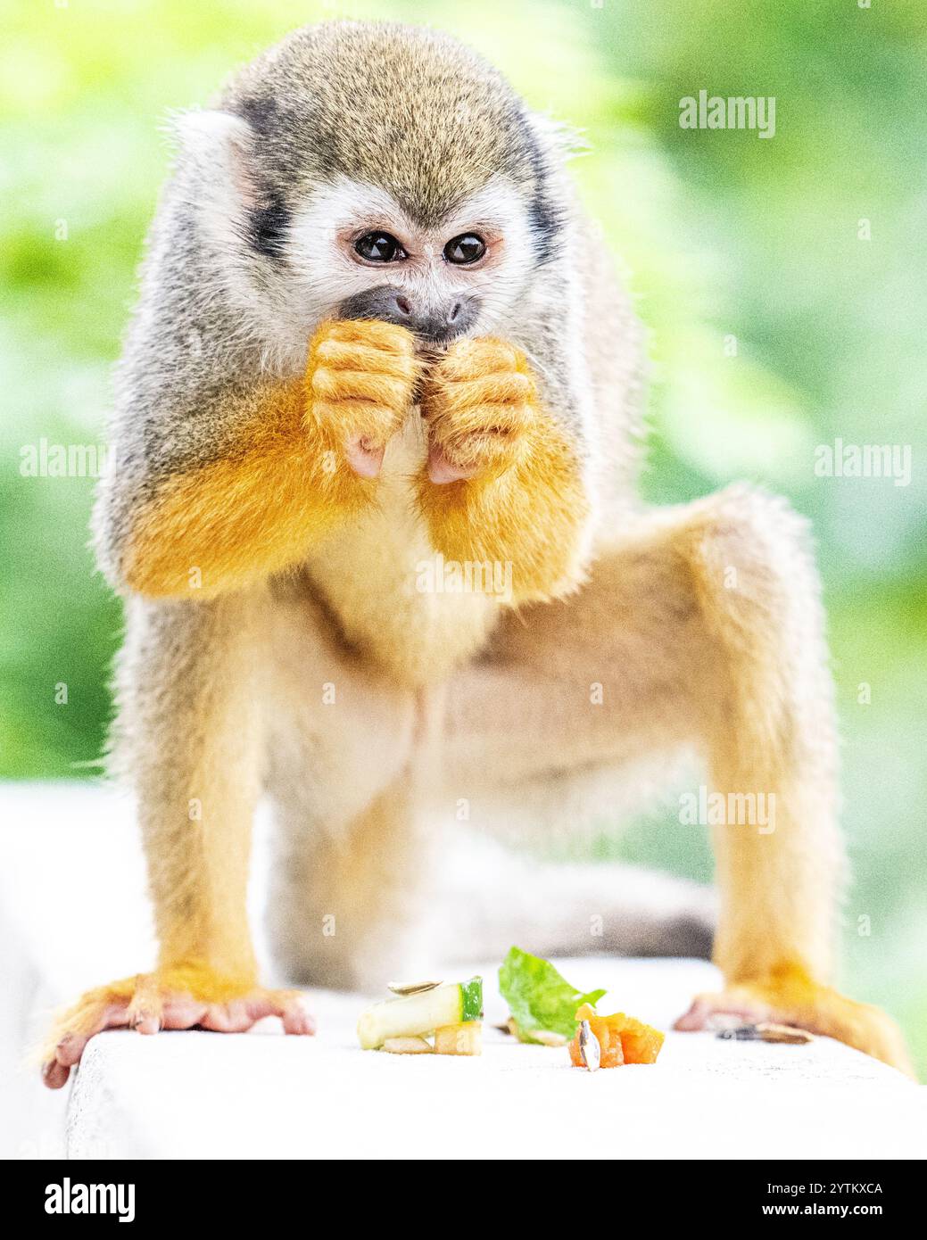 New world monkey dominican republic hi-res stock photography and images - Alamy