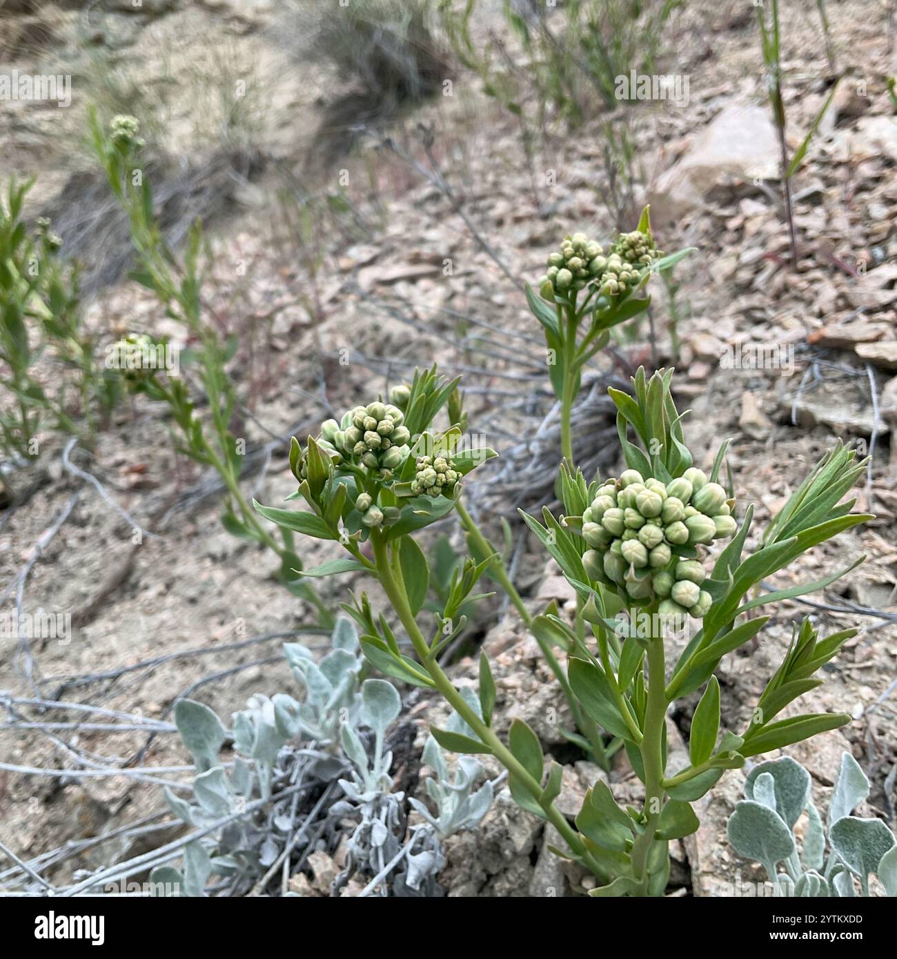 bastard toadflax (Comandra umbellata Stock Photo - Alamy