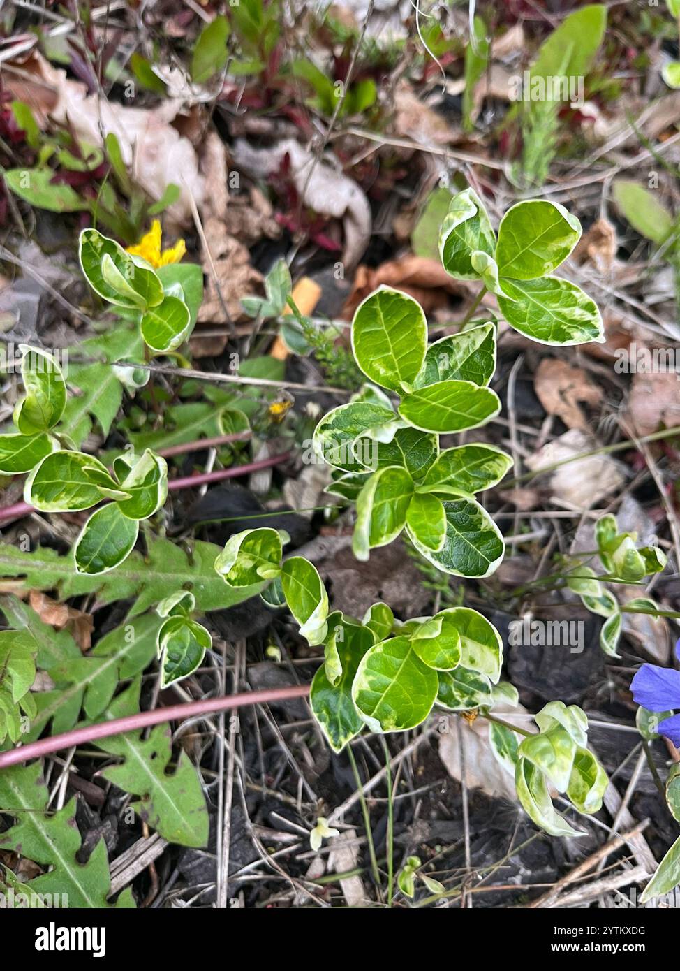 Creeping Willow (Salix repens Stock Photo - Alamy