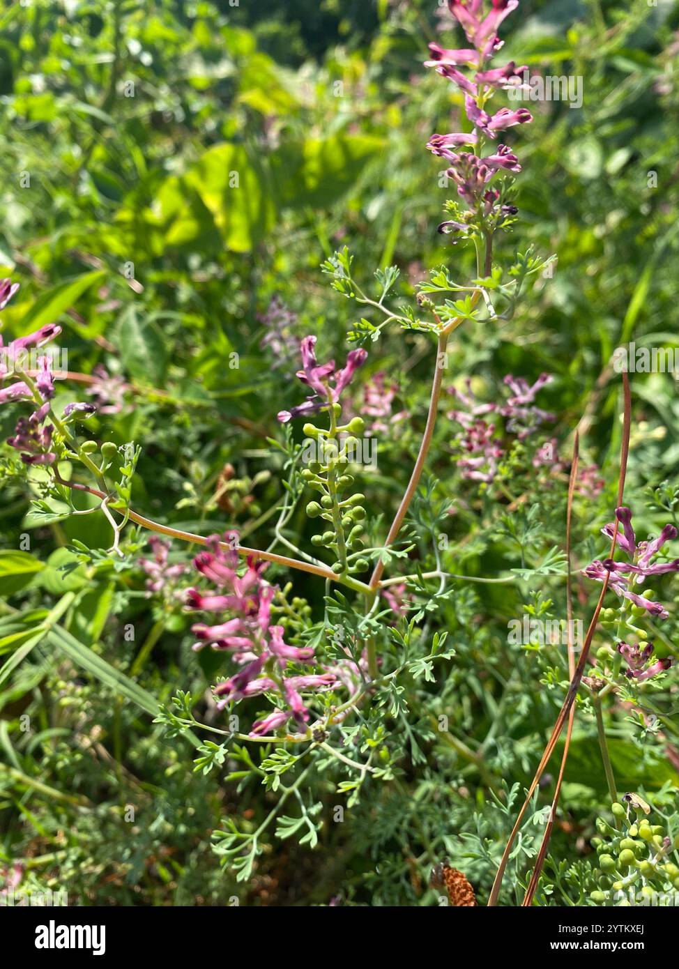 Common Fumitory (Fumaria officinalis Stock Photo - Alamy