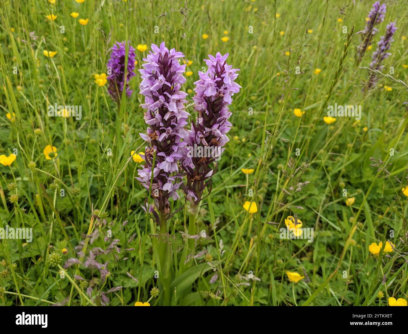 Broad-leaved Marsh Orchid (Dactylorhiza majalis Stock Photo - Alamy