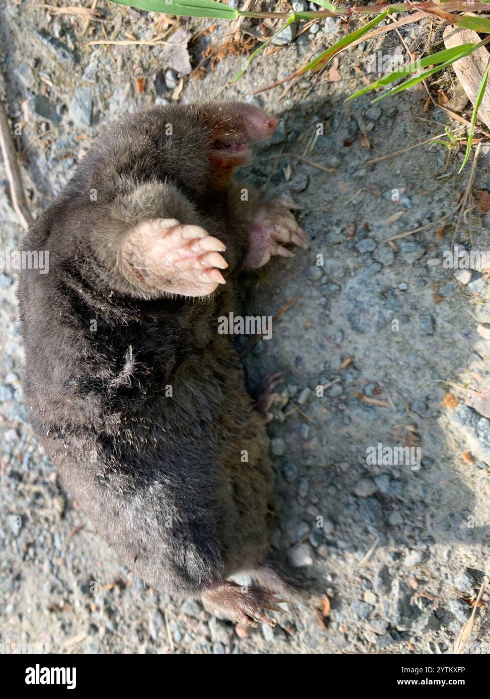 Aquitanian mole (Talpa aquitania Stock Photo - Alamy