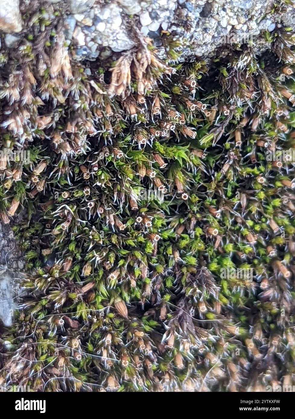 Papillose Bloom Moss (Schistidium papillosum Stock Photo - Alamy