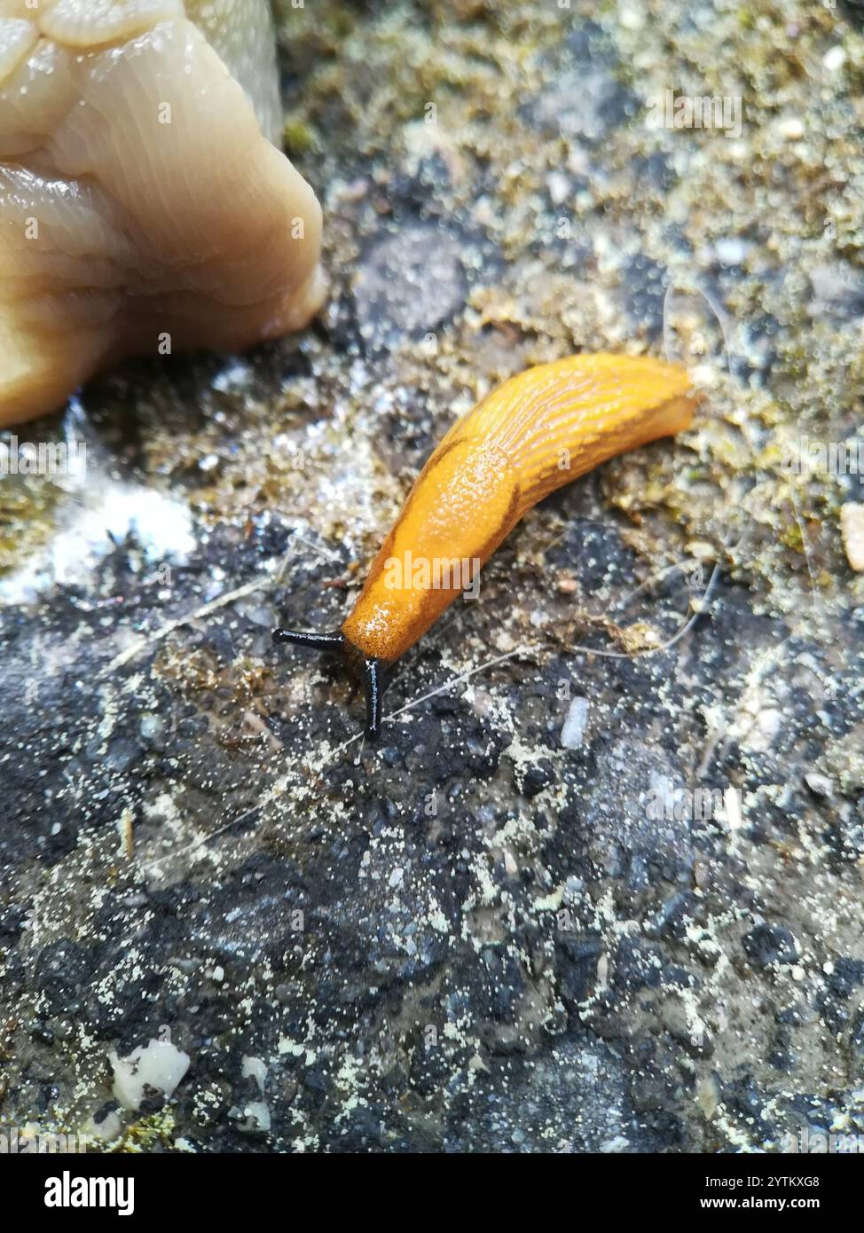 Spanish Slug (Arion vulgaris Stock Photo - Alamy