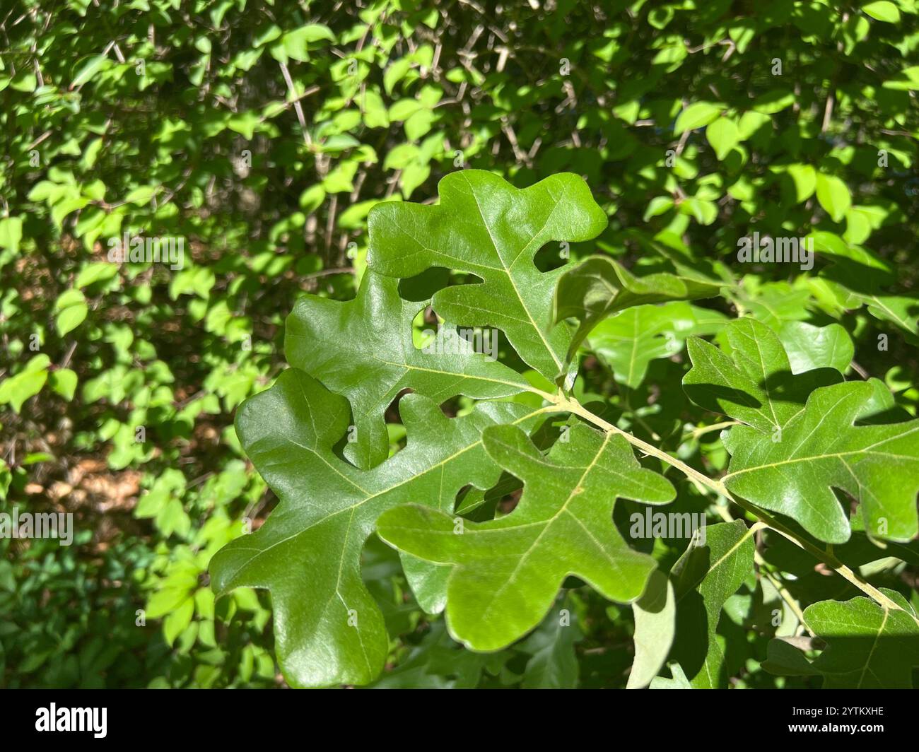 post oak (Quercus stellata Stock Photo - Alamy