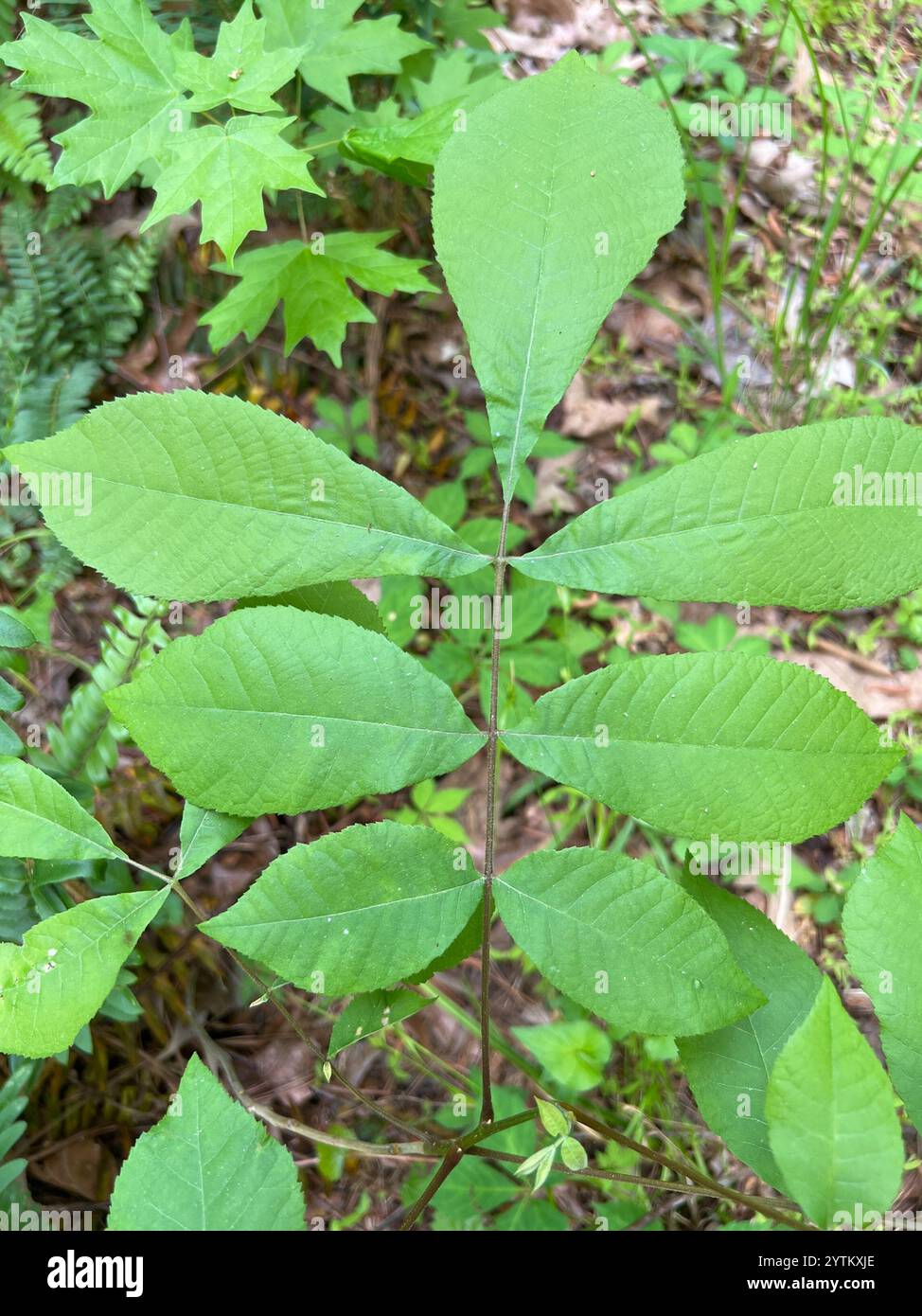 bitternut hickory (Carya cordiformis Stock Photo - Alamy