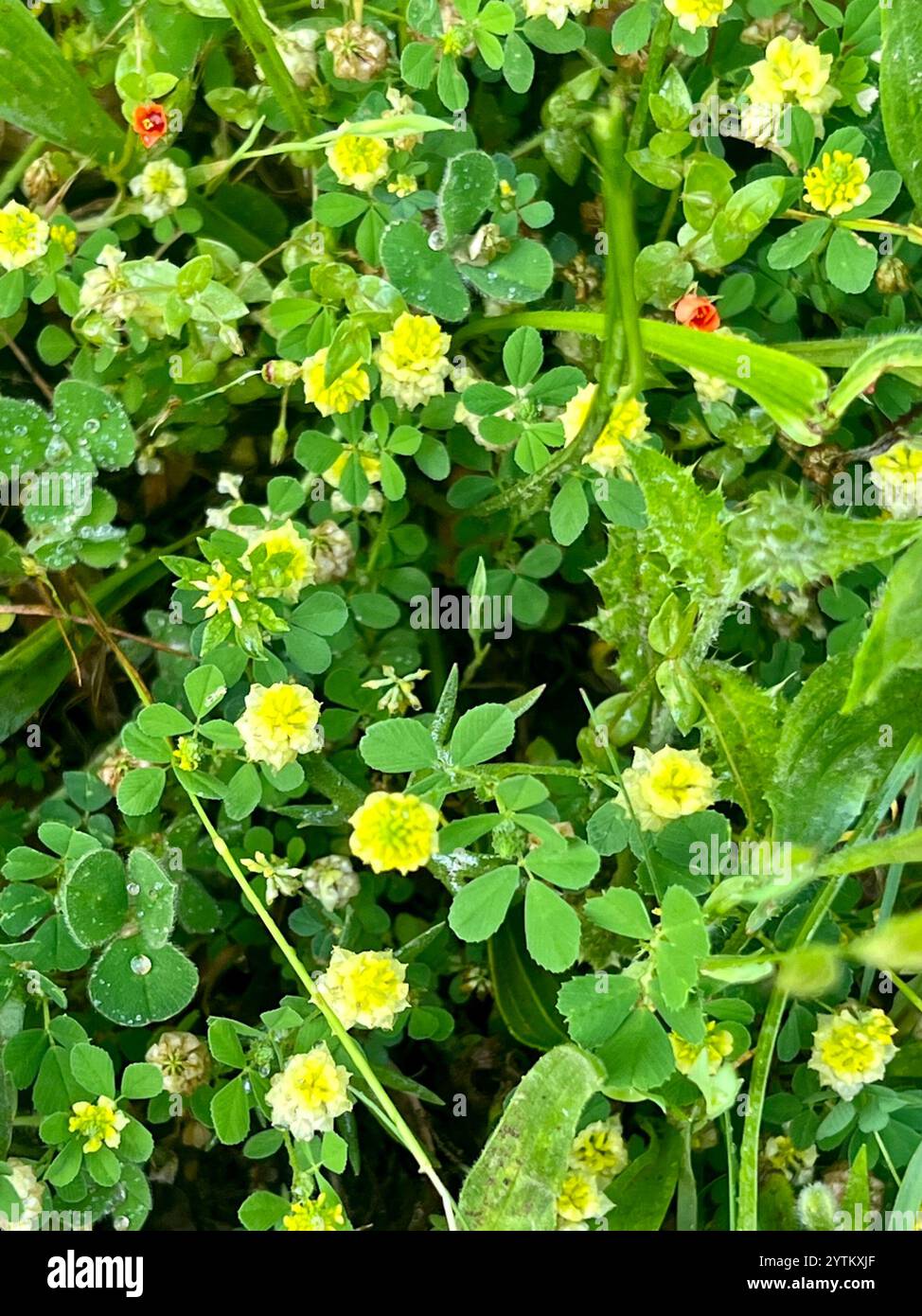 hop trefoil (Trifolium campestre Stock Photo - Alamy