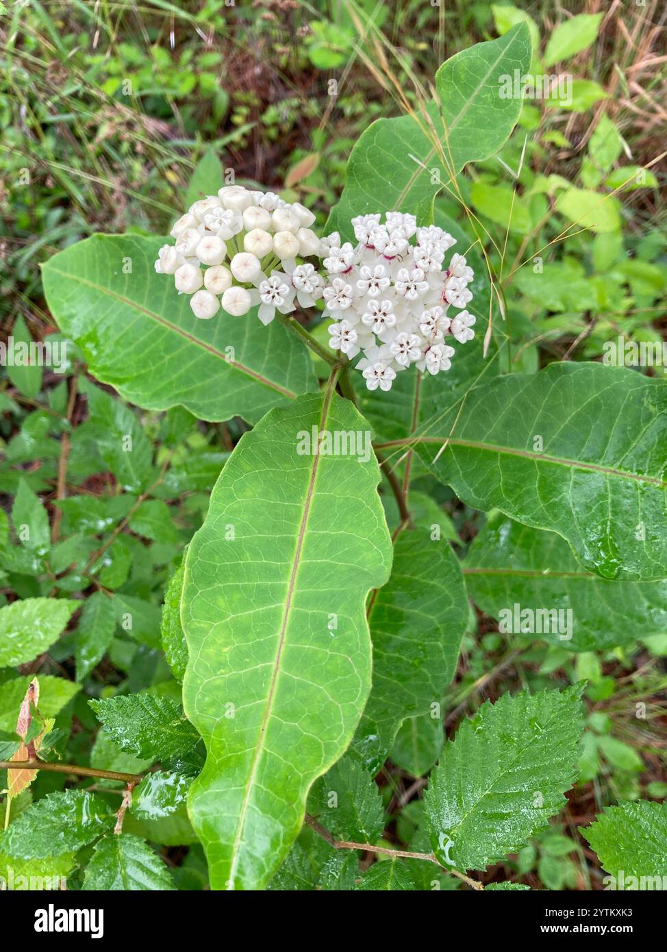 redring milkweed (Asclepias variegata Stock Photo - Alamy
