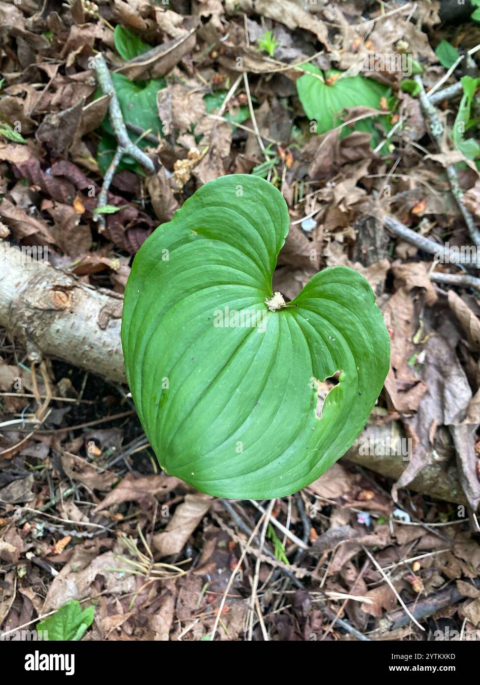 Western Lily of the Valley (Maianthemum dilatatum Stock Photo - Alamy