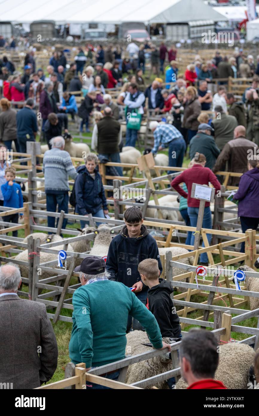 Sheep being shown at the 2024 Kilnsey Show under the shadow of Kilnsey ...