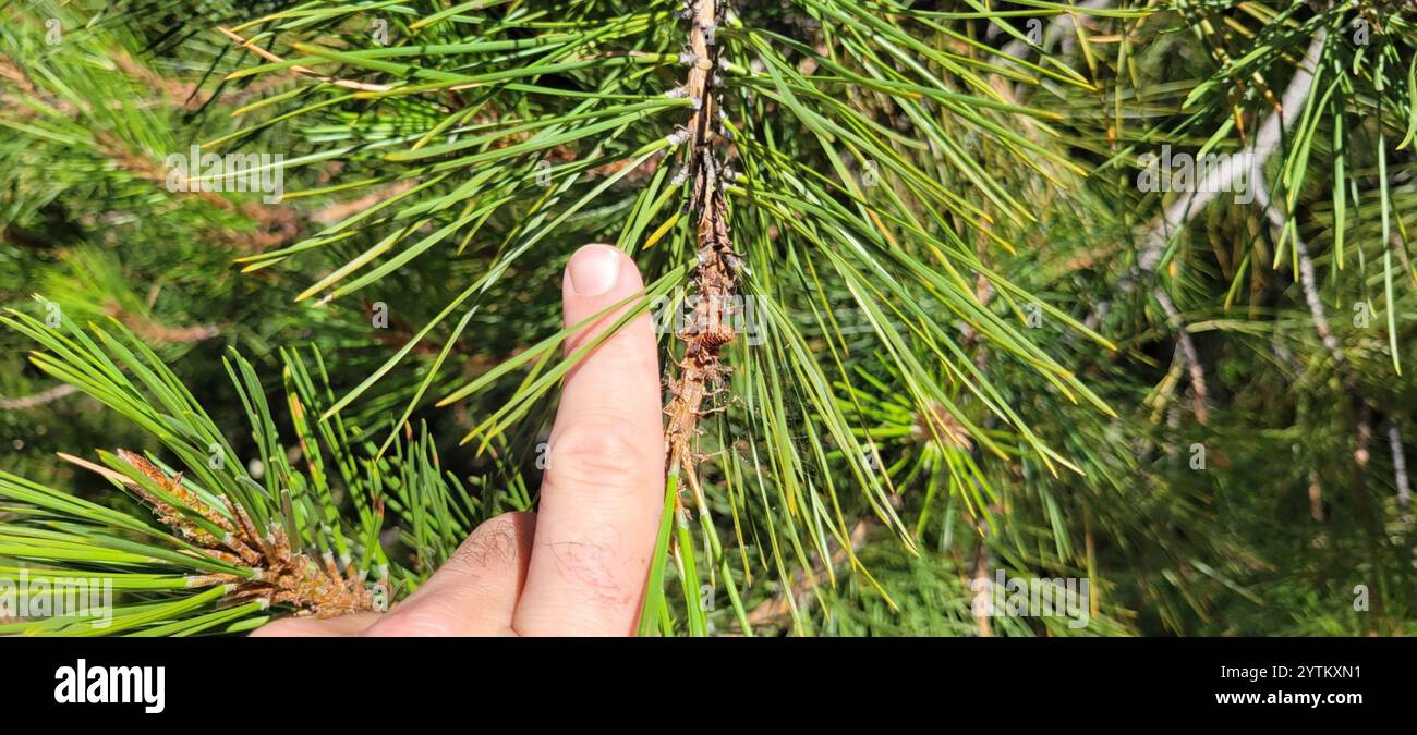 knobcone pine (Pinus attenuata Stock Photo - Alamy
