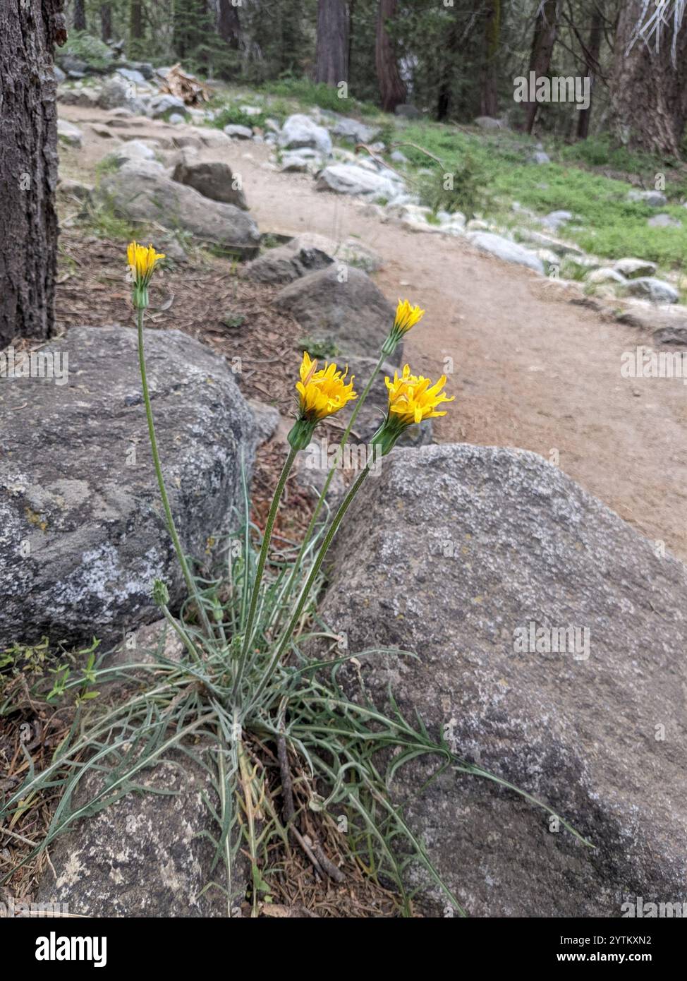 spearleaf agoseris (Agoseris retrorsa Stock Photo - Alamy