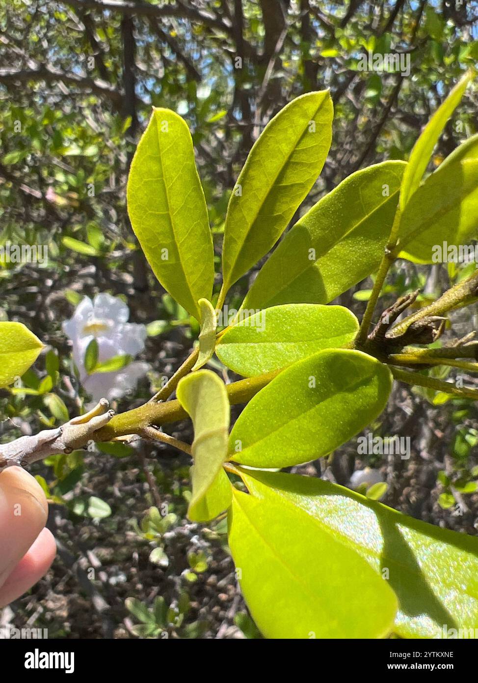 Pink Trumpet-tree (Tabebuia heterophylla Stock Photo - Alamy