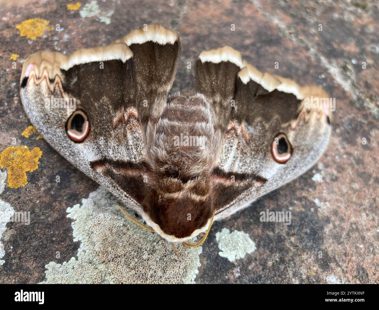 Giant Peacock Moth (Saturnia pyri Stock Photo - Alamy