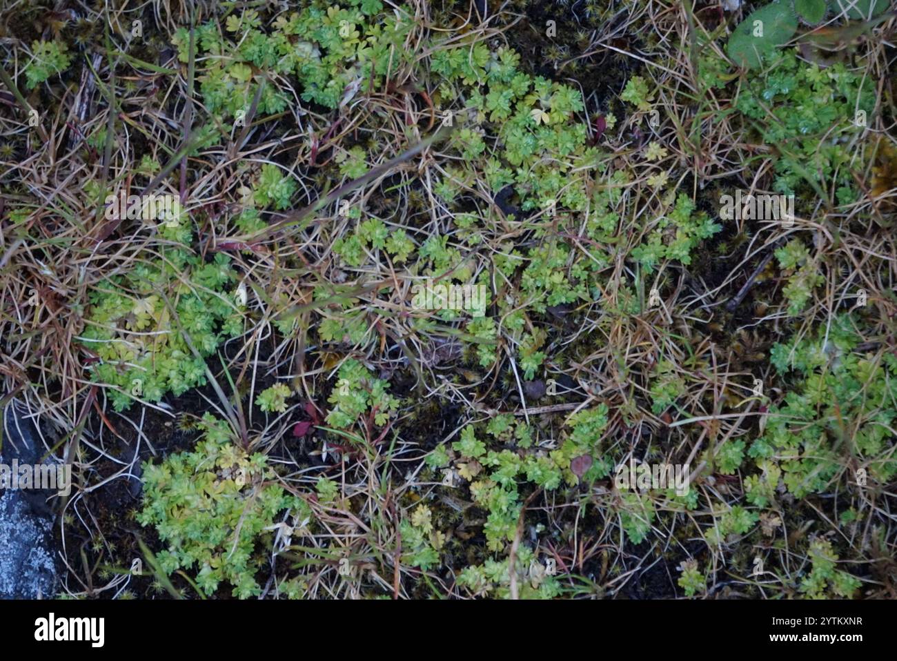 Field Parsley Piert (Alchemilla arvensis Stock Photo - Alamy