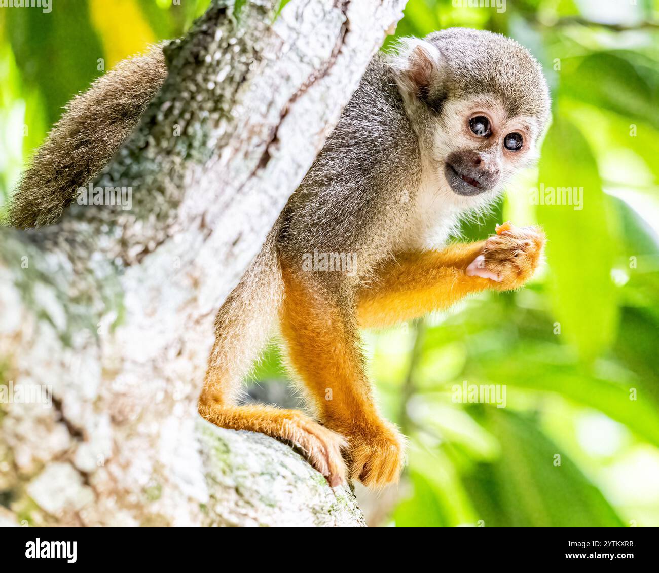Saimiri dominican republic hi-res stock photography and images - Alamy