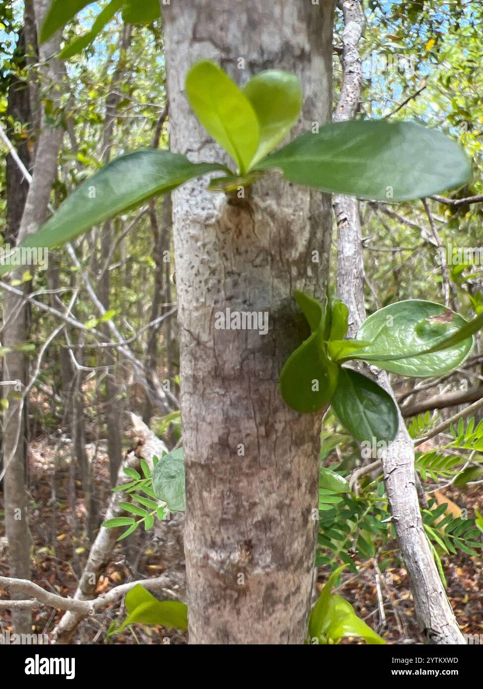 Randia aculeata hi-res stock photography and images - Alamy