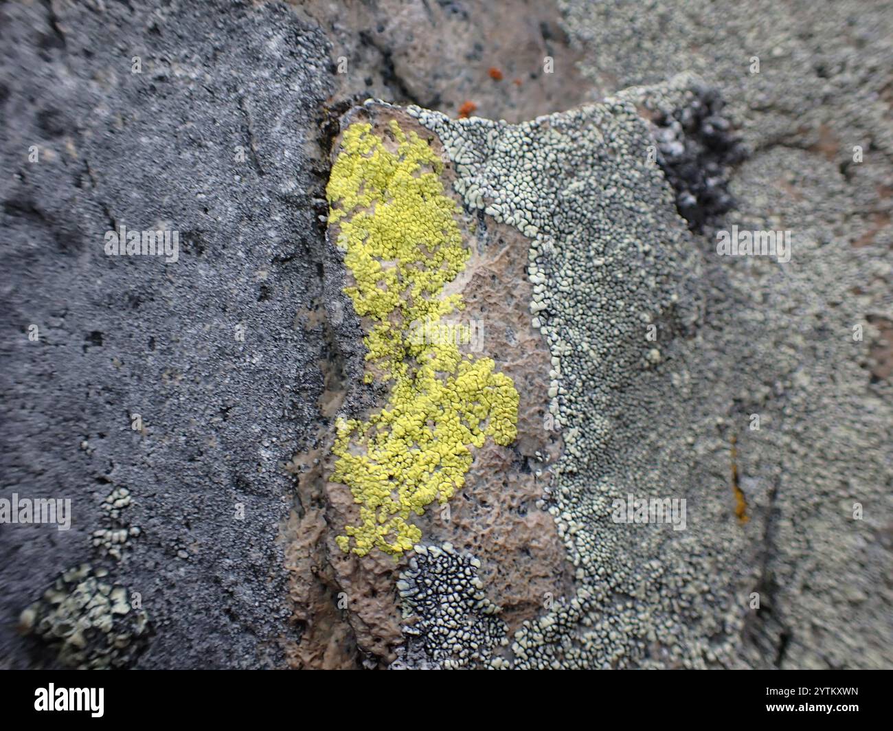 gold cobblestone lichen (Pleopsidium flavum Stock Photo - Alamy