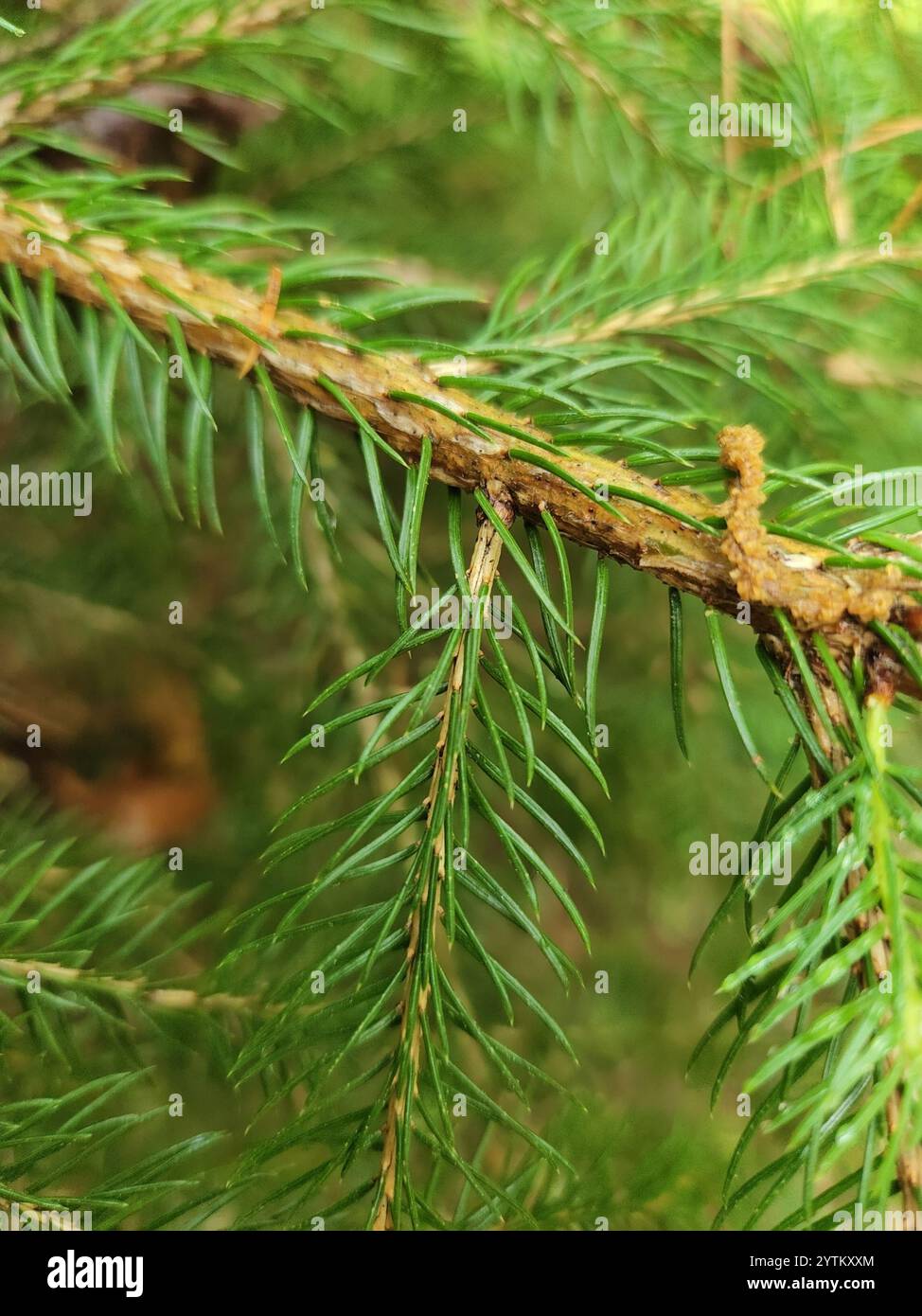red spruce (Picea rubens Stock Photo - Alamy