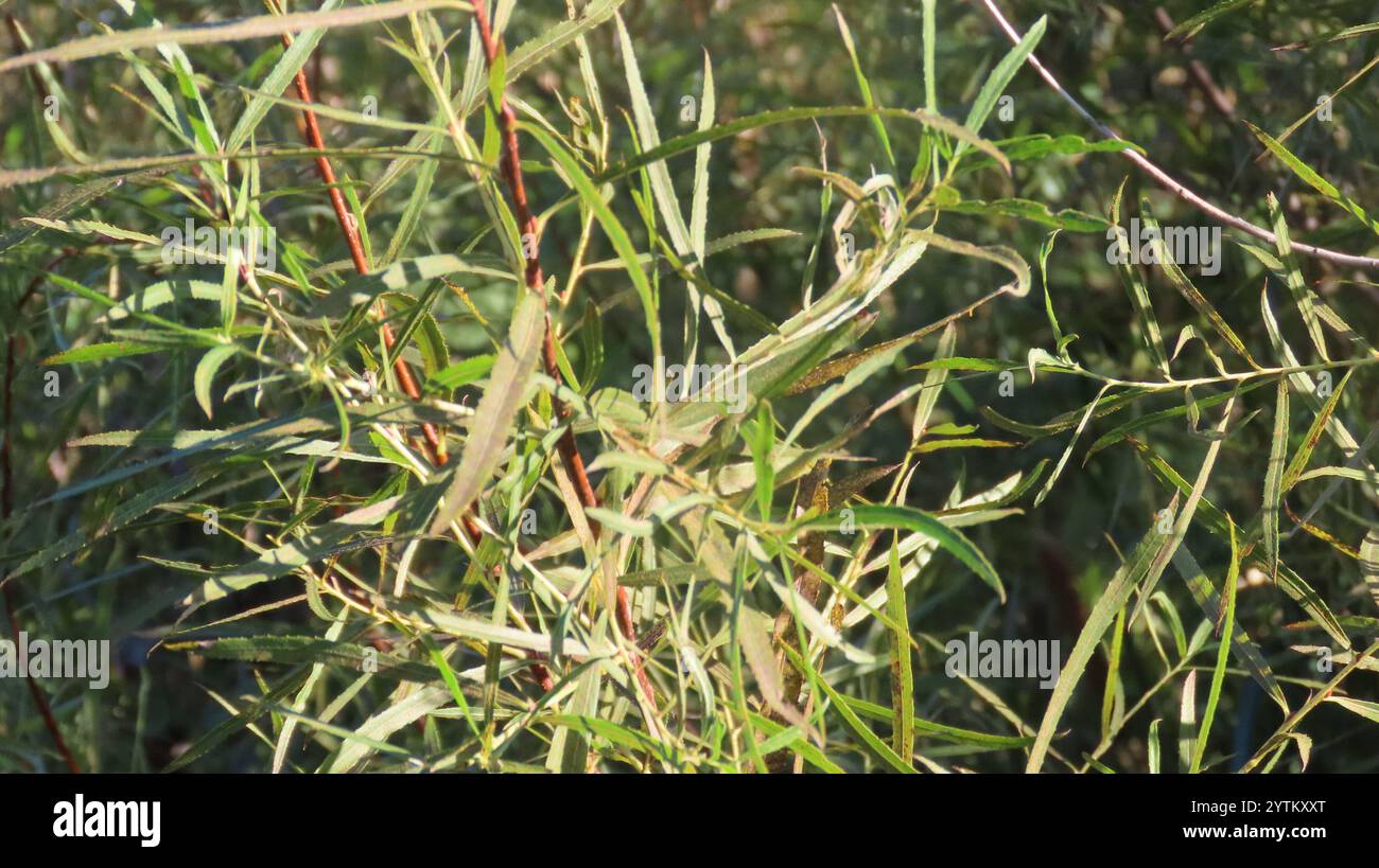 interior sandbar willow (Salix interior Stock Photo - Alamy