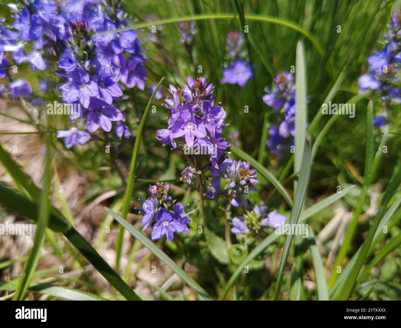 Prostrate Speedwell (Veronica prostrata Stock Photo - Alamy