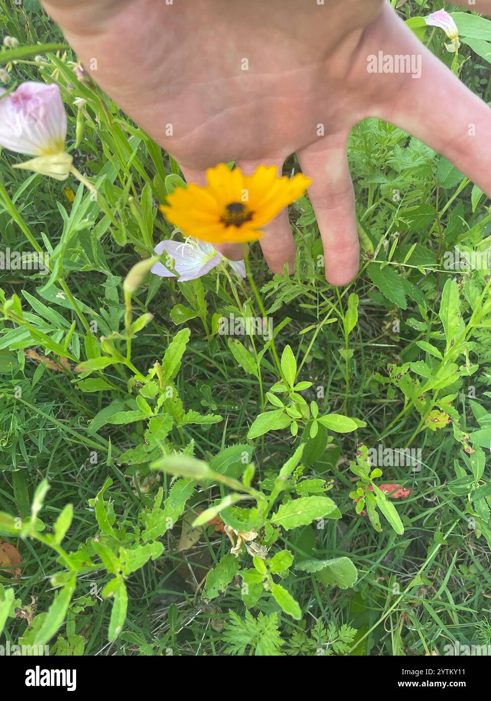 Golden Wave Tickseed (Coreopsis basalis Stock Photo - Alamy