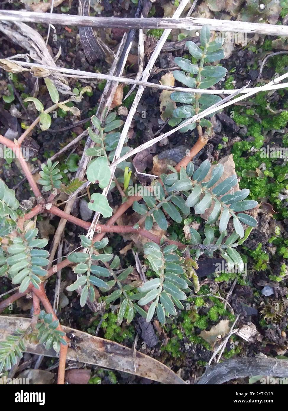 puncture vine (Tribulus terrestris Stock Photo - Alamy