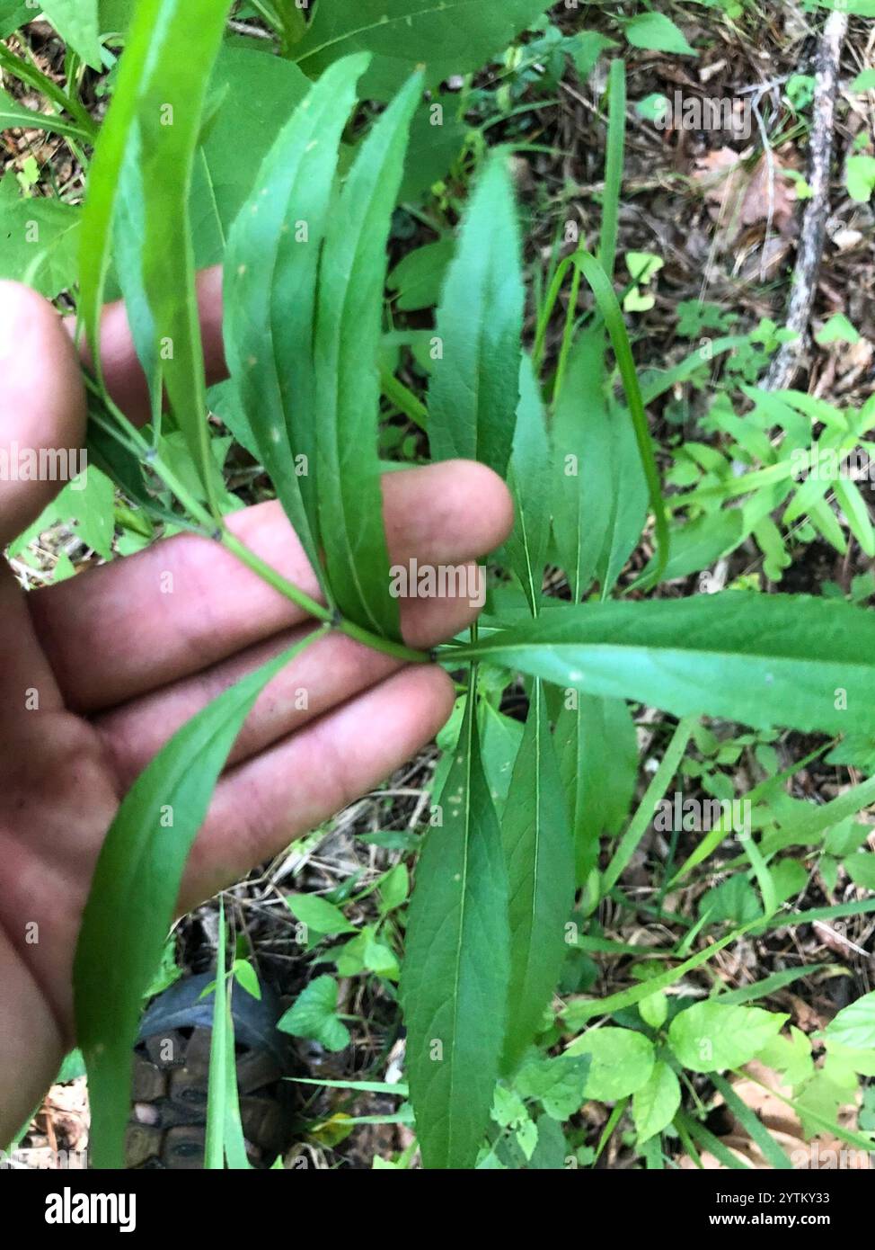 Prairie Sage (Salvia azurea grandiflora Stock Photo - Alamy