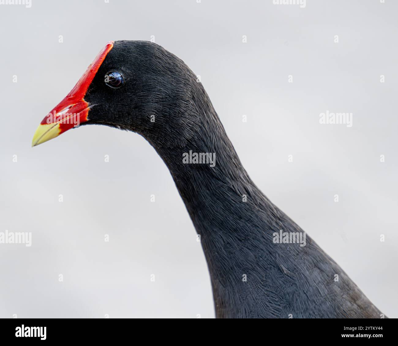 Common Moorhen Gallinula chloropus w/ red shield close up - aka the ...