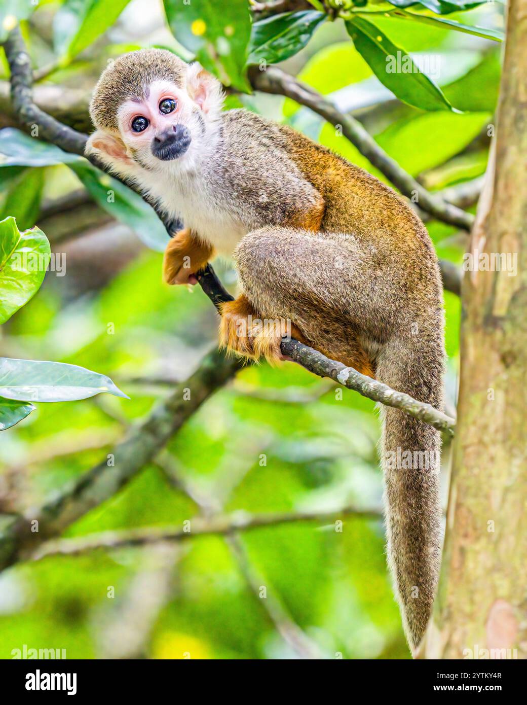 Squirrel monkey - Saimiri - New World monkey Stock Photo - Alamy