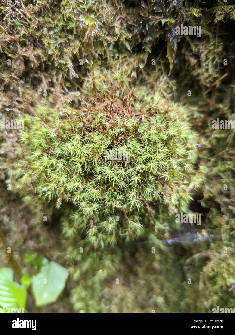 Common Apple-moss (Bartramia pomiformis Stock Photo - Alamy