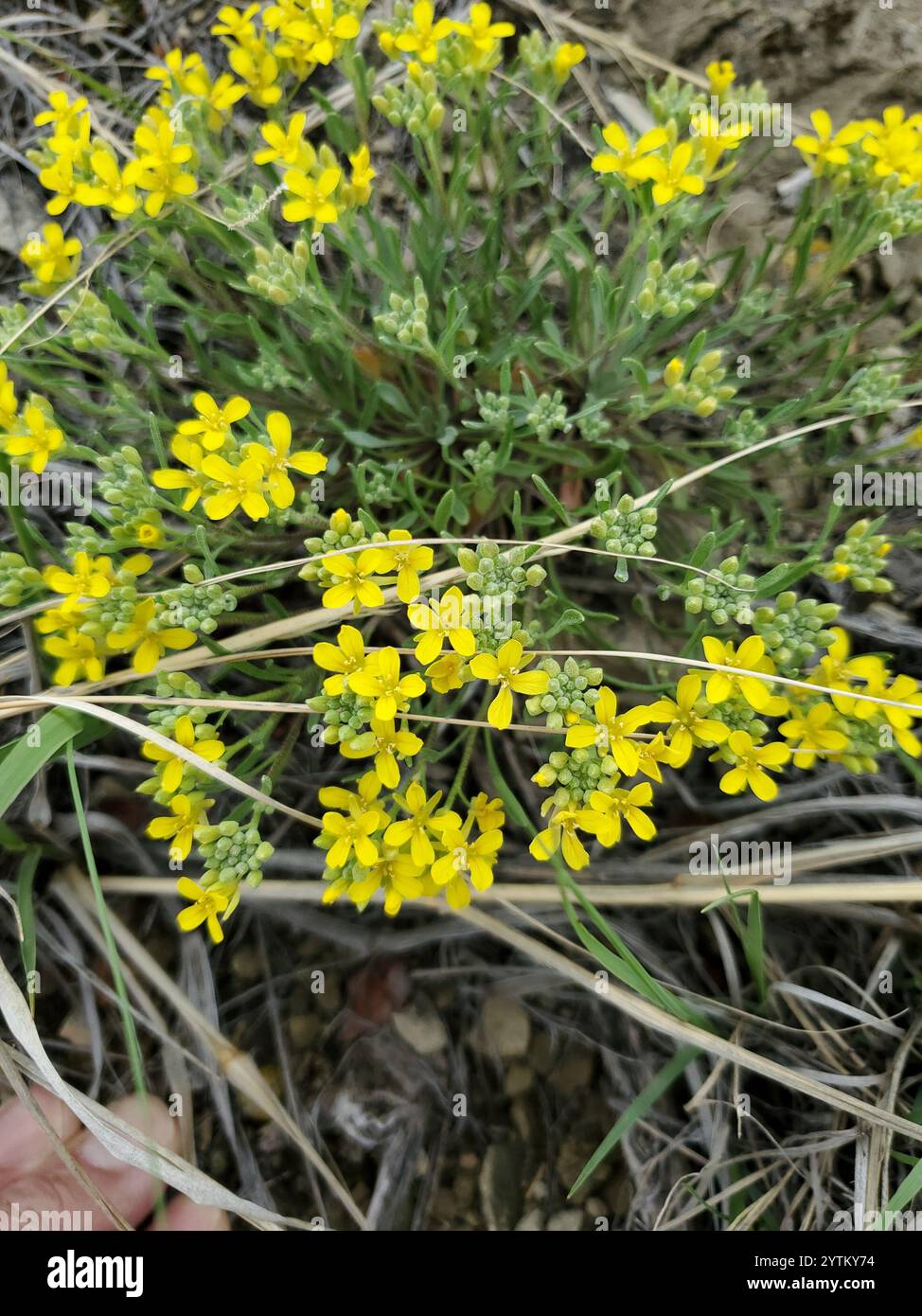 Great Plains Bladderpod (Physaria arenosa Stock Photo - Alamy