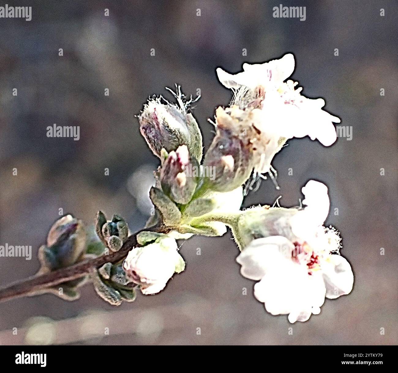 Cape Snow Bush (Eriocephalus africanus Stock Photo - Alamy