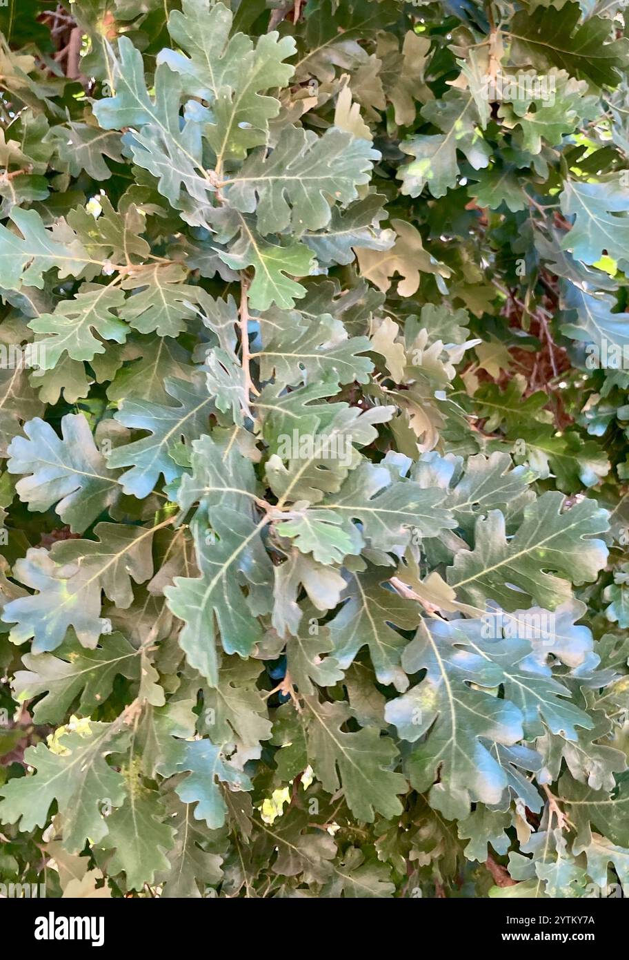 valley oak (Quercus lobata Stock Photo - Alamy