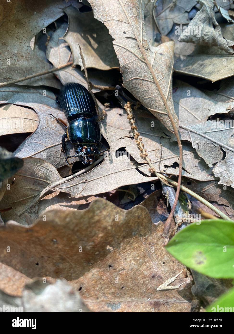 Horned Passalus Beetle (Odontotaenius disjunctus Stock Photo - Alamy