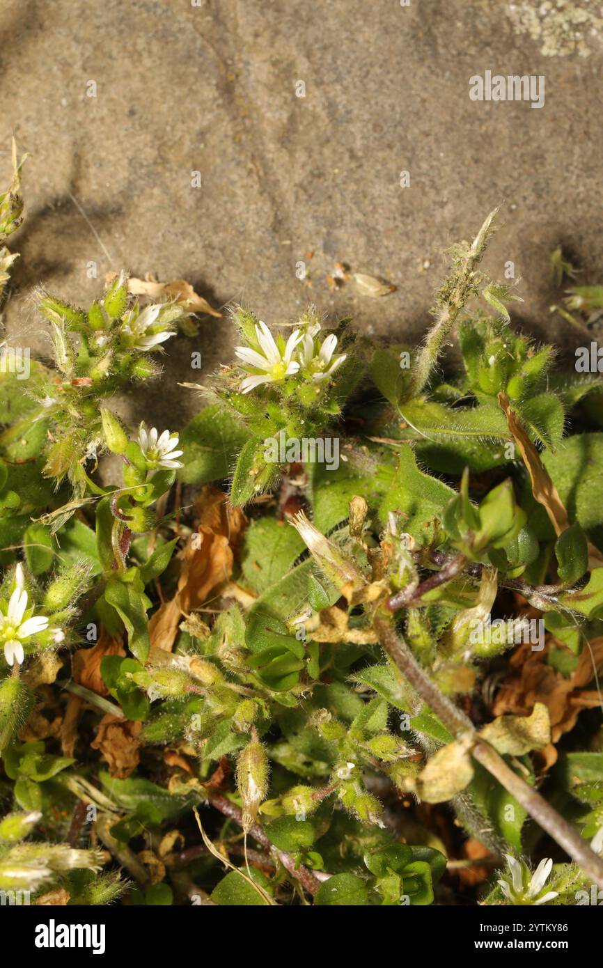 Sticky mouse-ear chickweed (Cerastium glomeratum Stock Photo - Alamy