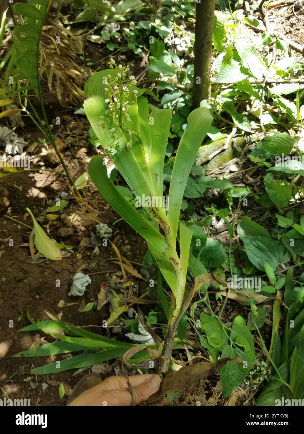 palmita (Xiphidium caeruleum Stock Photo - Alamy