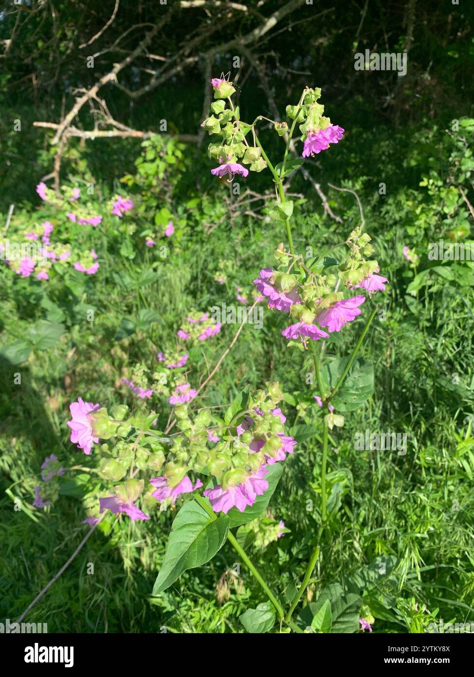 Wild Four o'Clock (Mirabilis nyctaginea Stock Photo - Alamy