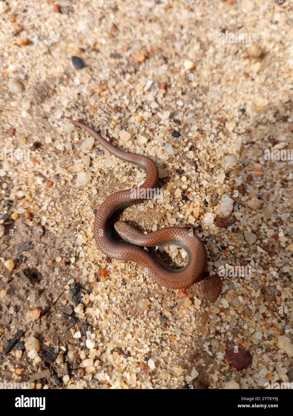 Common Slug-eater (Duberria lutrix Stock Photo - Alamy
