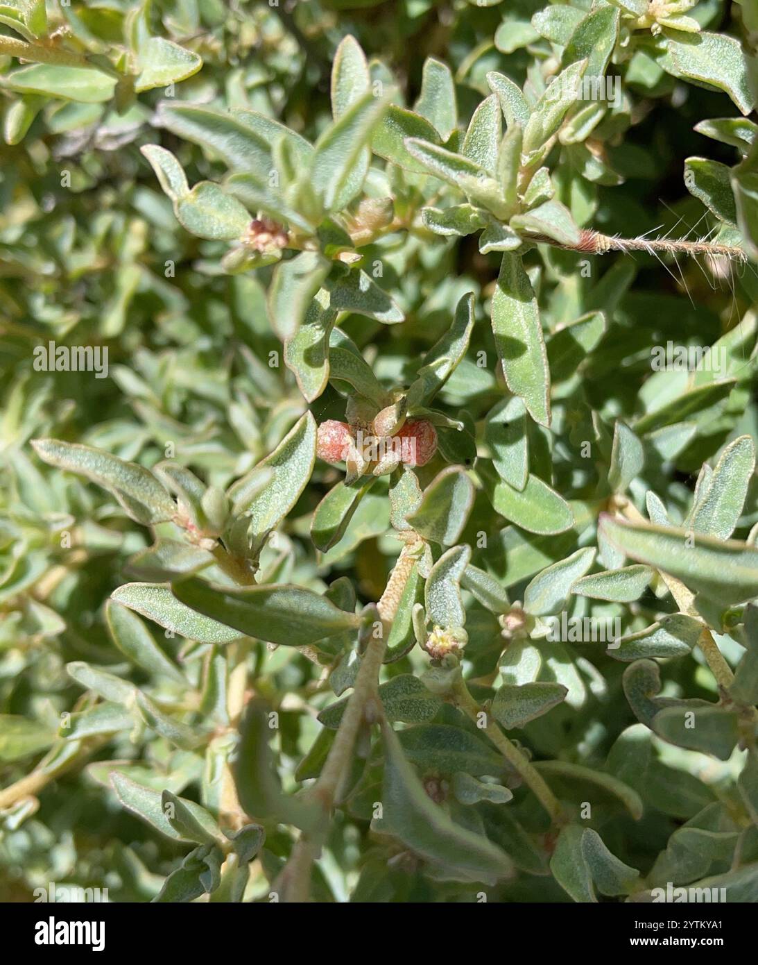 berry saltbush (Atriplex semibaccata Stock Photo - Alamy
