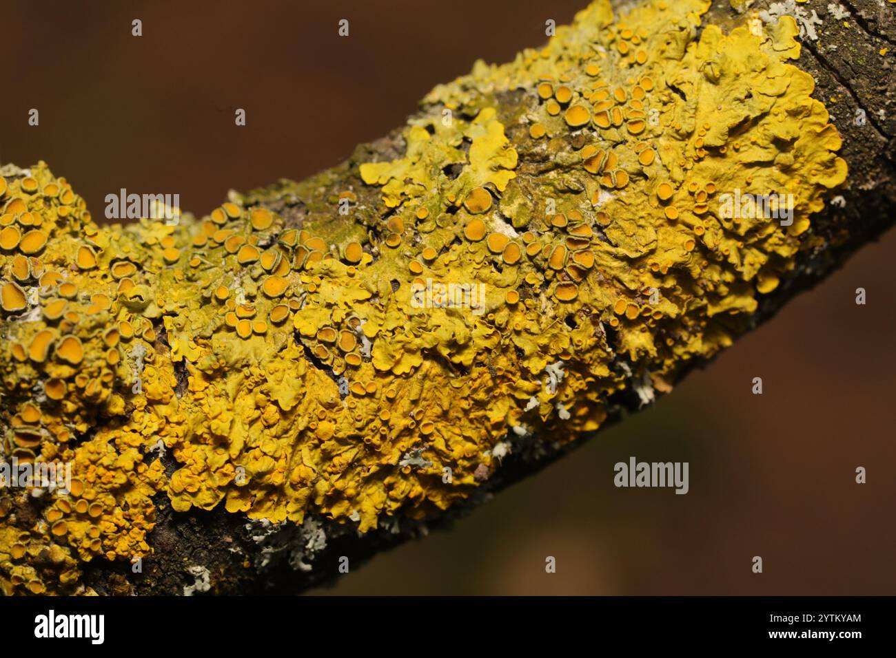 Common Sunburst Lichen (Xanthoria parietina Stock Photo - Alamy