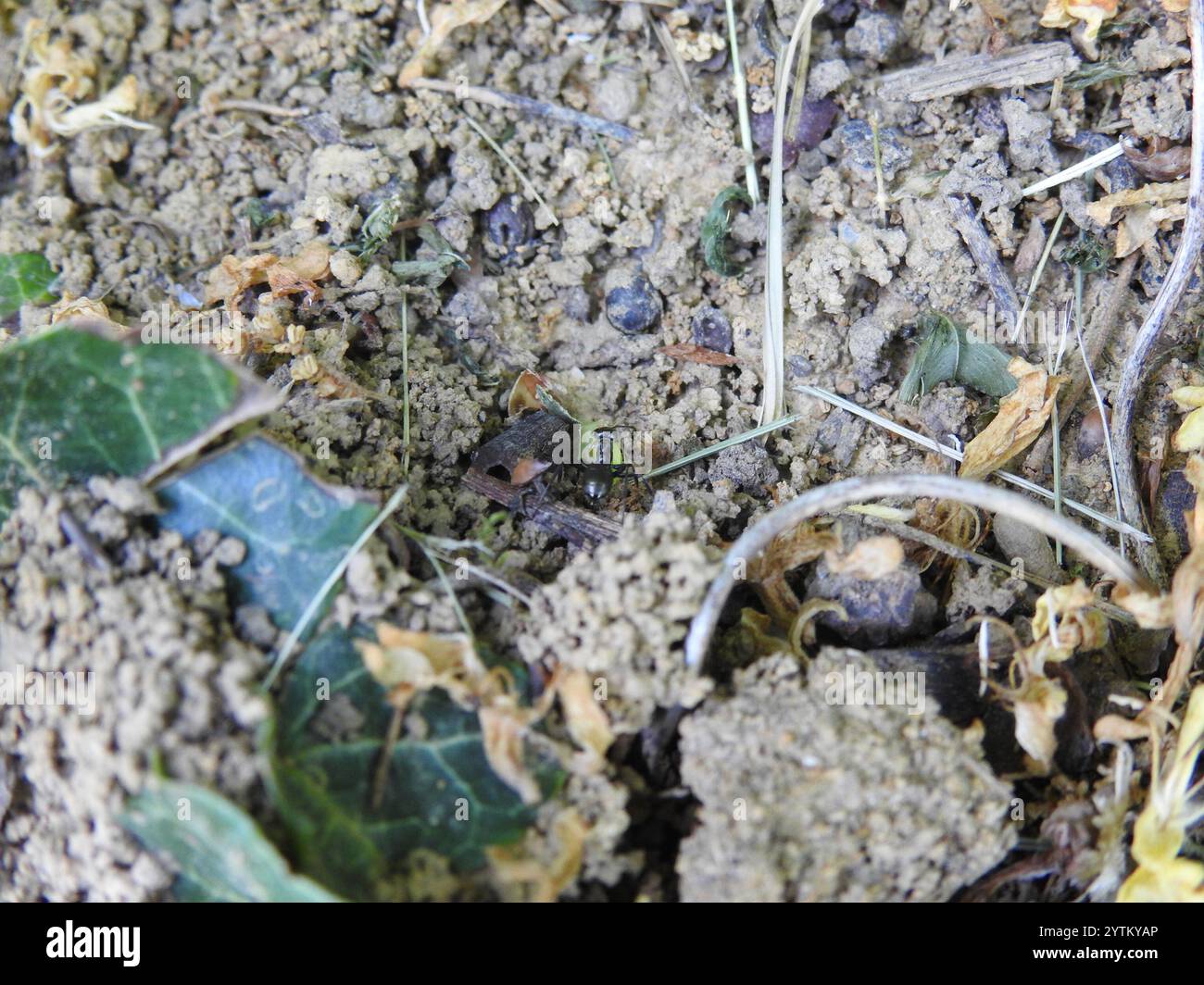 Silky Field Ant (Formica subsericea Stock Photo - Alamy