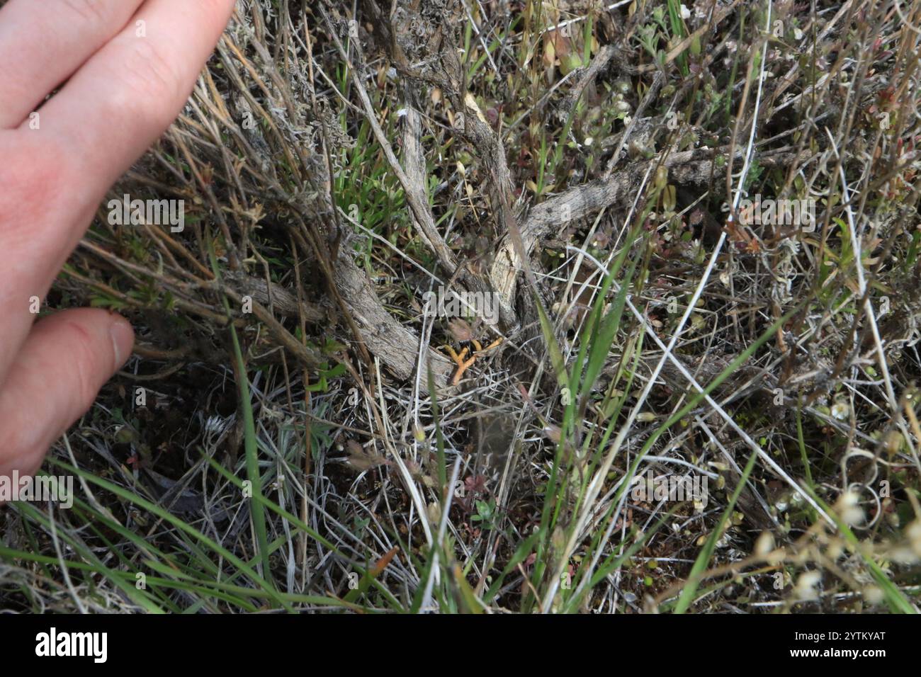 Broom Snakeweed (Gutierrezia sarothrae Stock Photo - Alamy