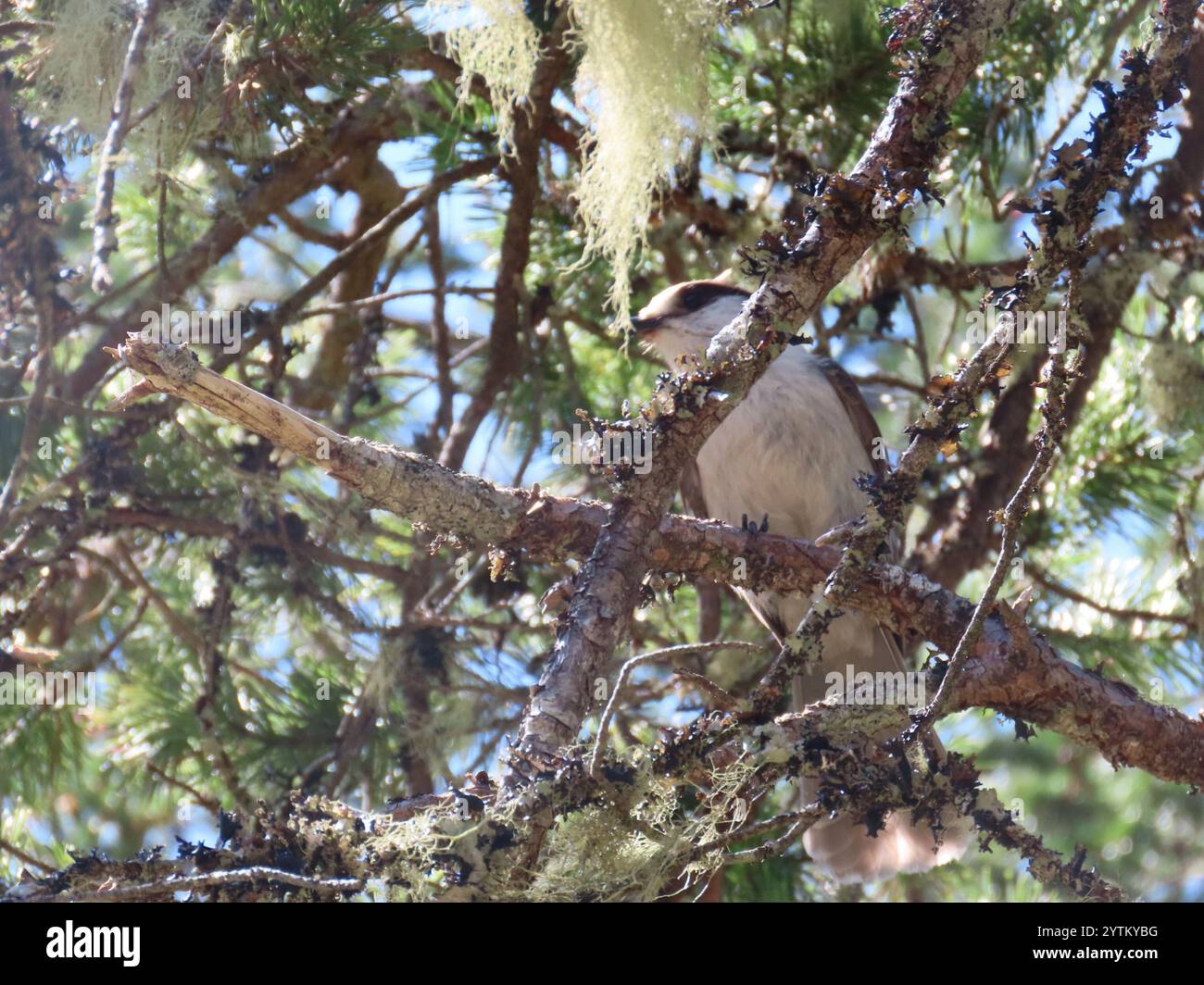 Canada Jay (Perisoreus canadensis Stock Photo - Alamy
