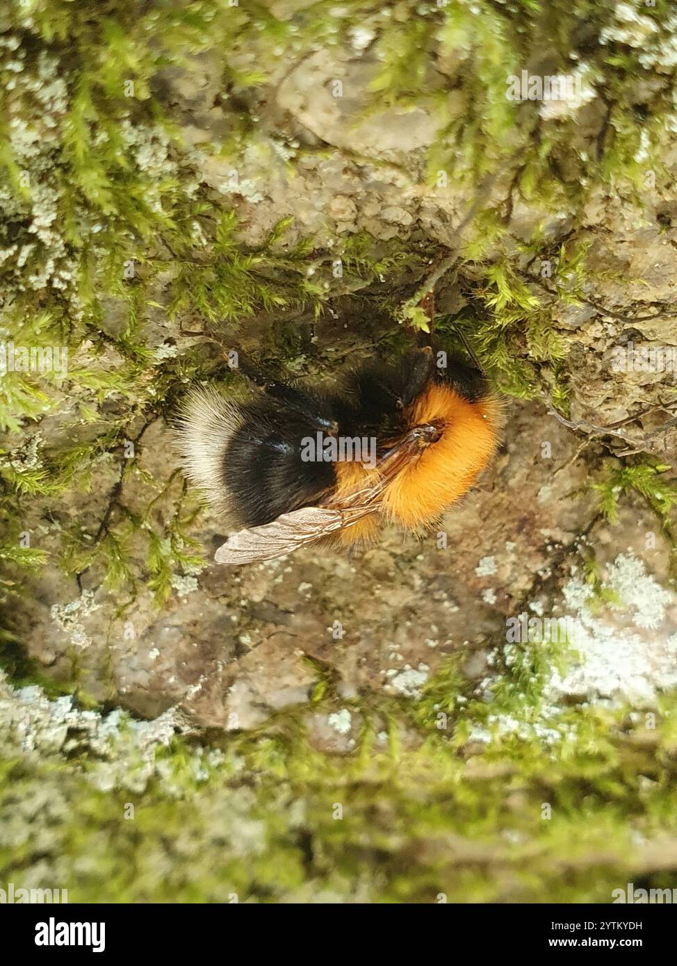 Tree Bumble Bee (Bombus hypnorum Stock Photo - Alamy