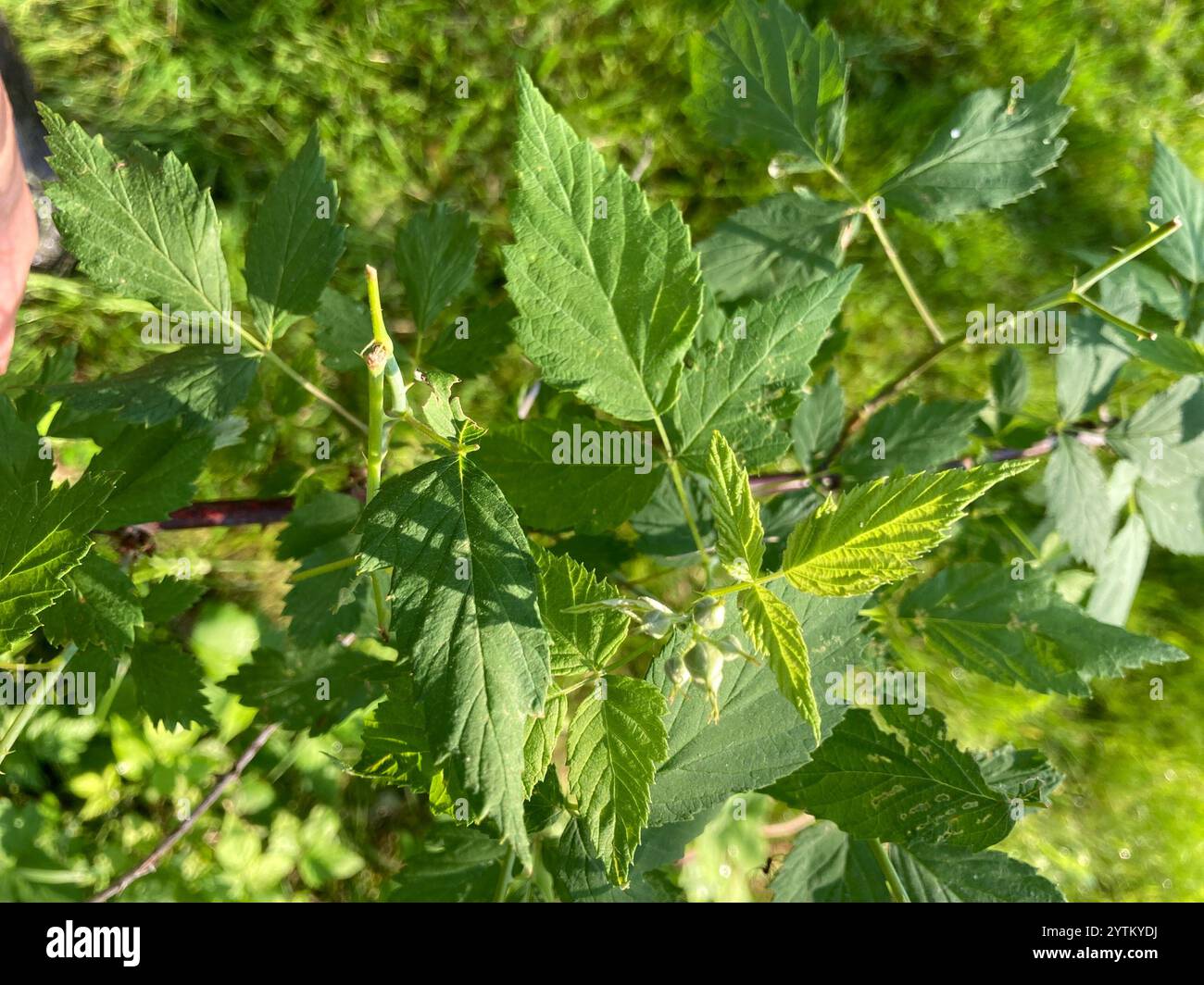 black raspberry (Rubus occidentalis Stock Photo - Alamy