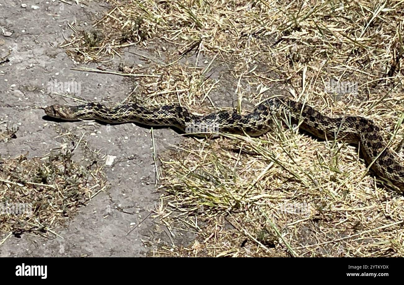 Pacific Gopher Snake (Pituophis catenifer catenifer Stock Photo - Alamy