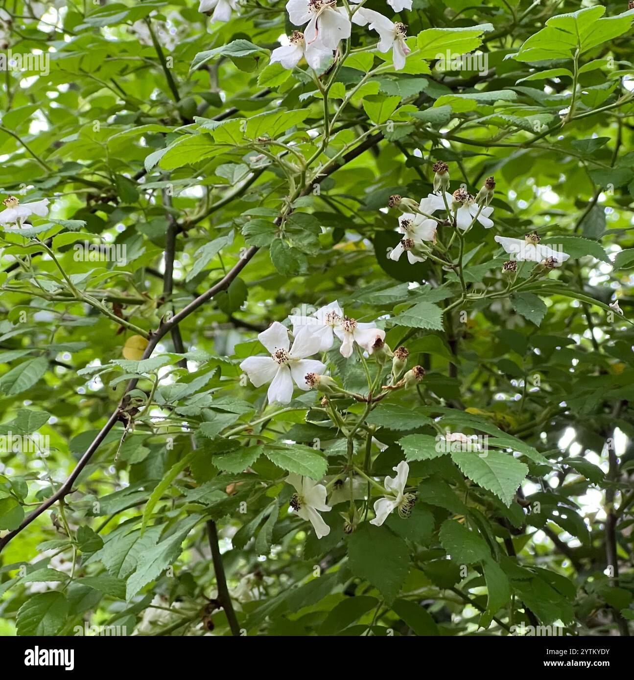 multiflora rose (Rosa multiflora Stock Photo - Alamy