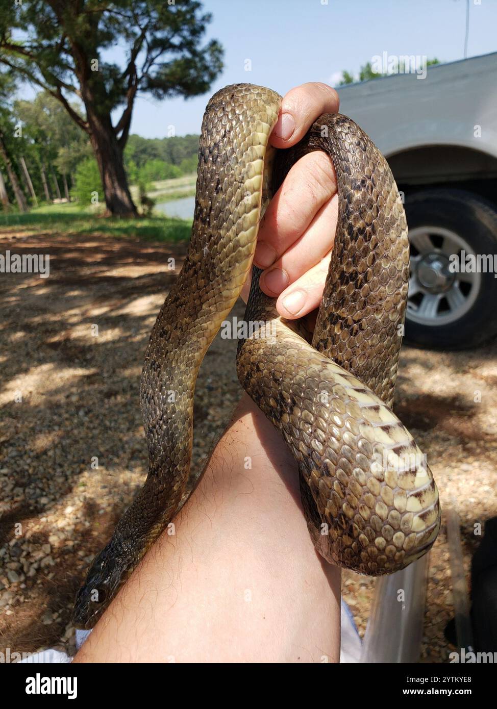 Mississippi Green Watersnake (Nerodia cyclopion Stock Photo - Alamy
